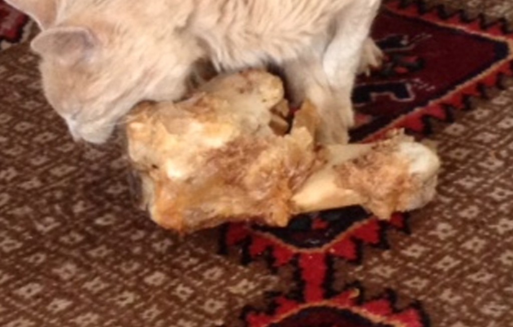 In Memory of Reg ‘the cat from Sweden’ - CWVC Limited