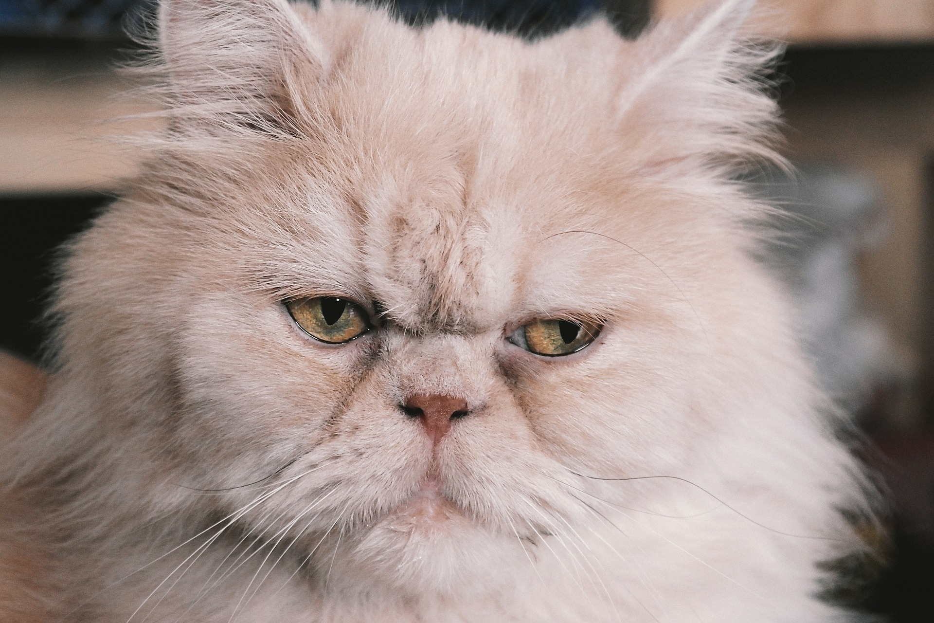 Persian Cat Guide CWVC Limited Persian Cat Guide CWVC Limited