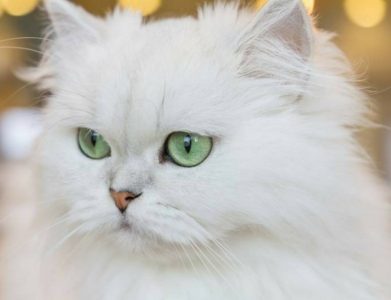 Chinchilla Cat Guide - CWVC Limited