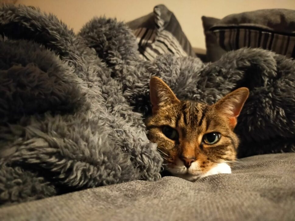 In Memory of a Special Cat - Priscilla - CWVC Limited