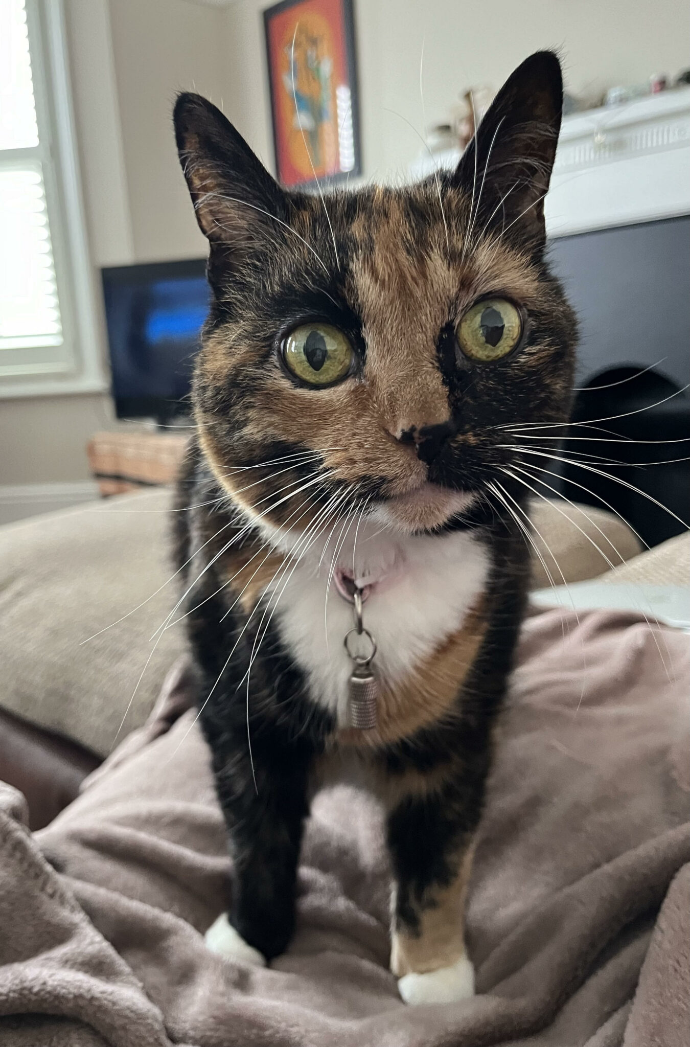 In Memory of a Special Cat - Min - CWVC Limited